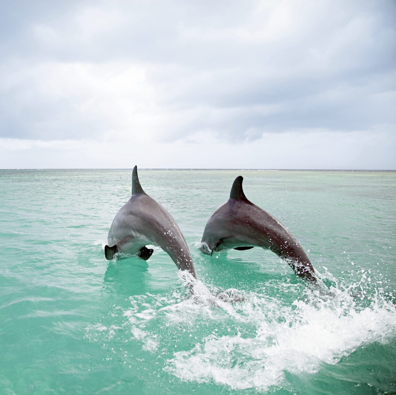 Gallery | Key West Dolphin & Snorkeling Tour Photos